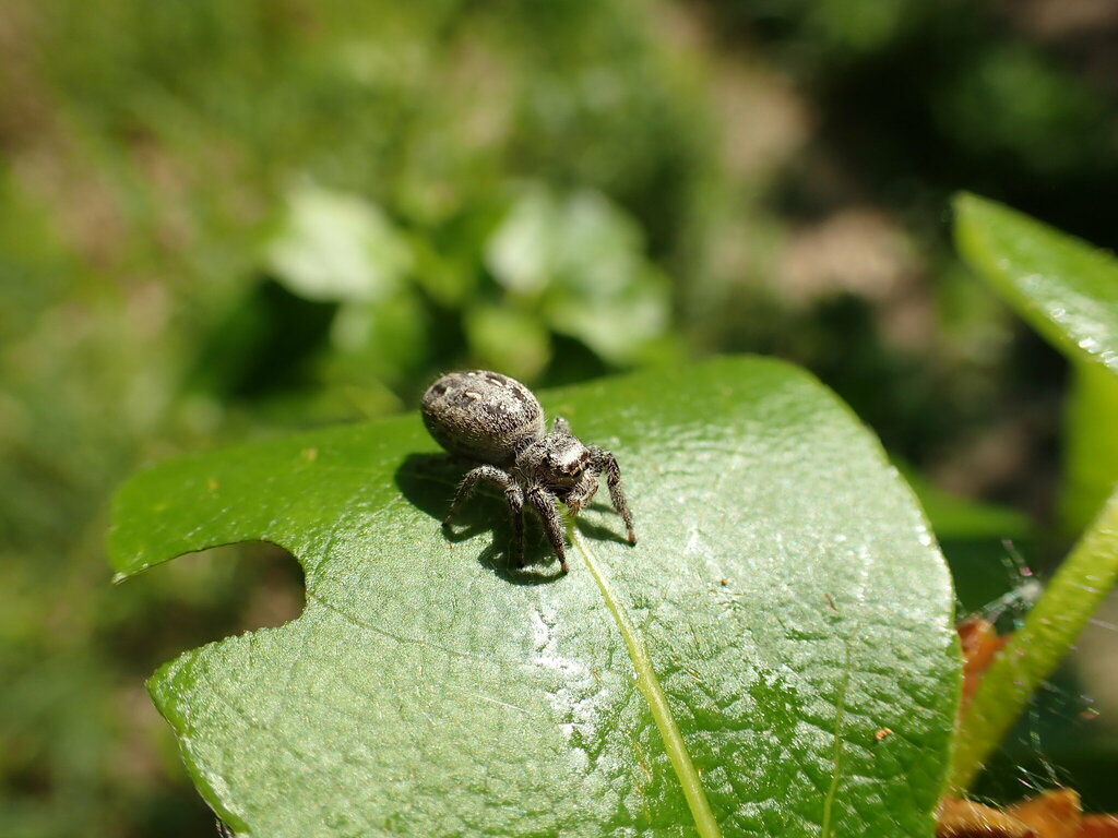 Jumping Spiders from Foothills County, AB, Canada on May 28, 2023 at 10 ...