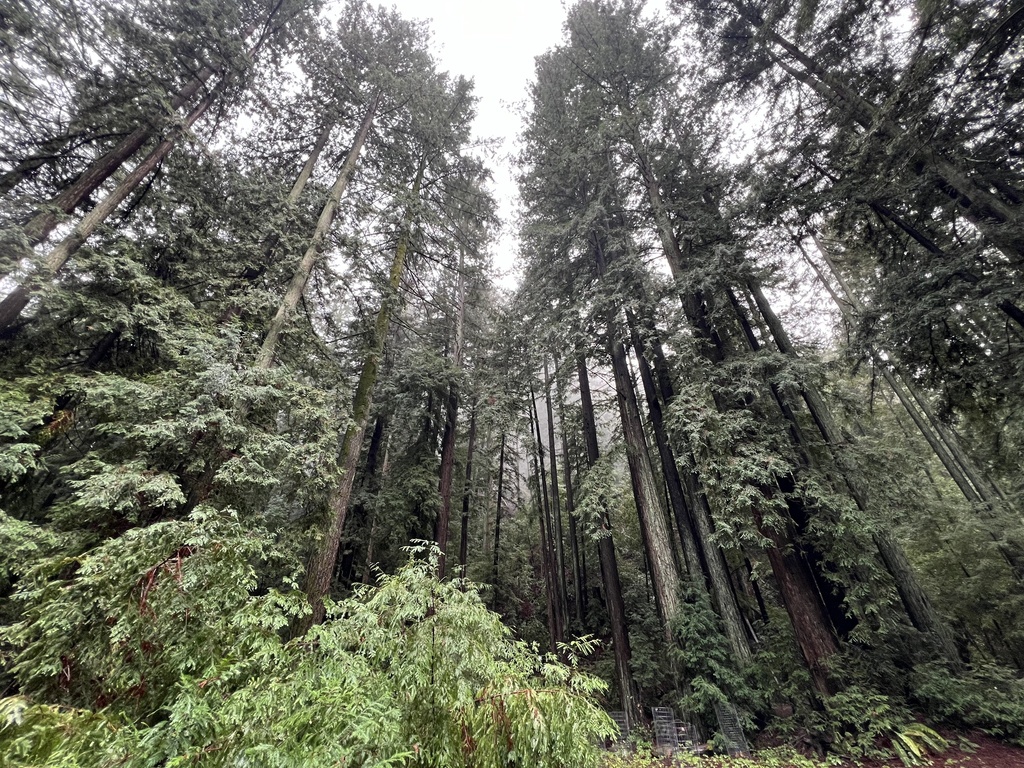 coast redwood from Alma Trail, Los Gatos, CA, US on January 24, 2024 at ...