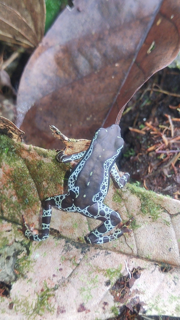 Pebas Stubfoot Toad in January 2024 by Wildlife Tours Peru, Christoph ...