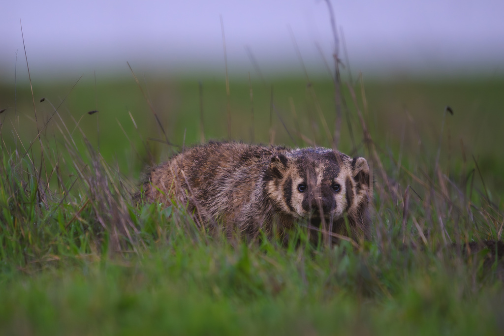 American Badger from Point Reyes National Seashore, Inverness, CA, US ...
