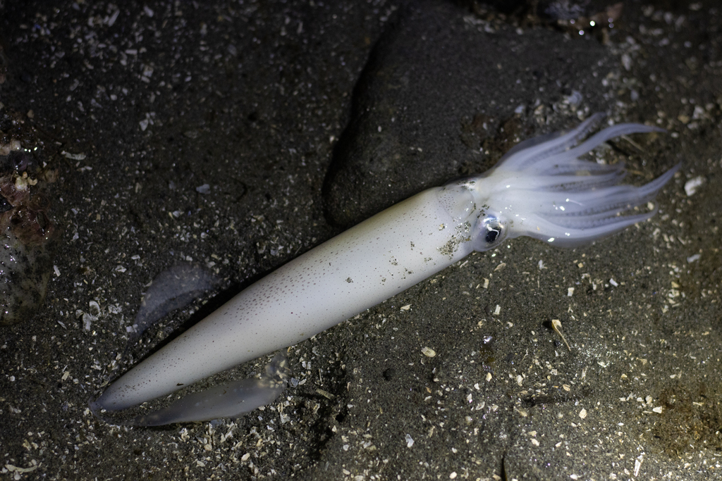 Opalescent Inshore Squid from Broadview, Seattle, WA, USA on January 11, 2024 at 12:32 AM by Max ...