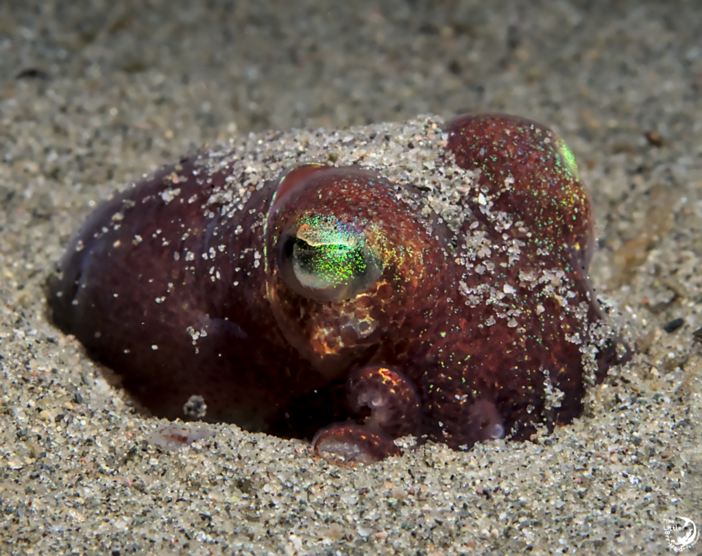 Stubby Bobtail from Seattle, WA, USA on January 23, 2024 at 08:26 PM by ...