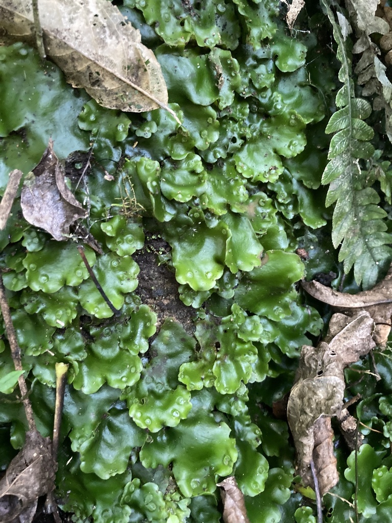 Monoclea forsteri from Kaiate Falls, Tauranga, Bay of Plenty, NZ on ...