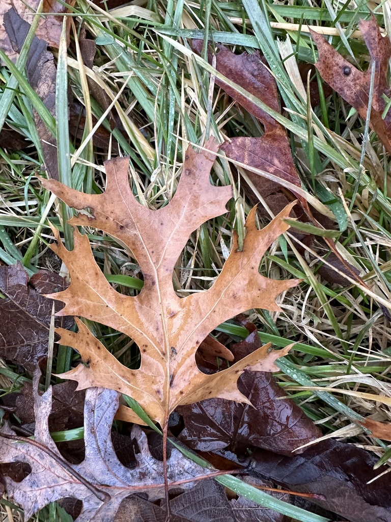 scarlet oak from Morrow, OH, US on January 24, 2024 at 04:33 PM by Ben Redding · iNaturalist