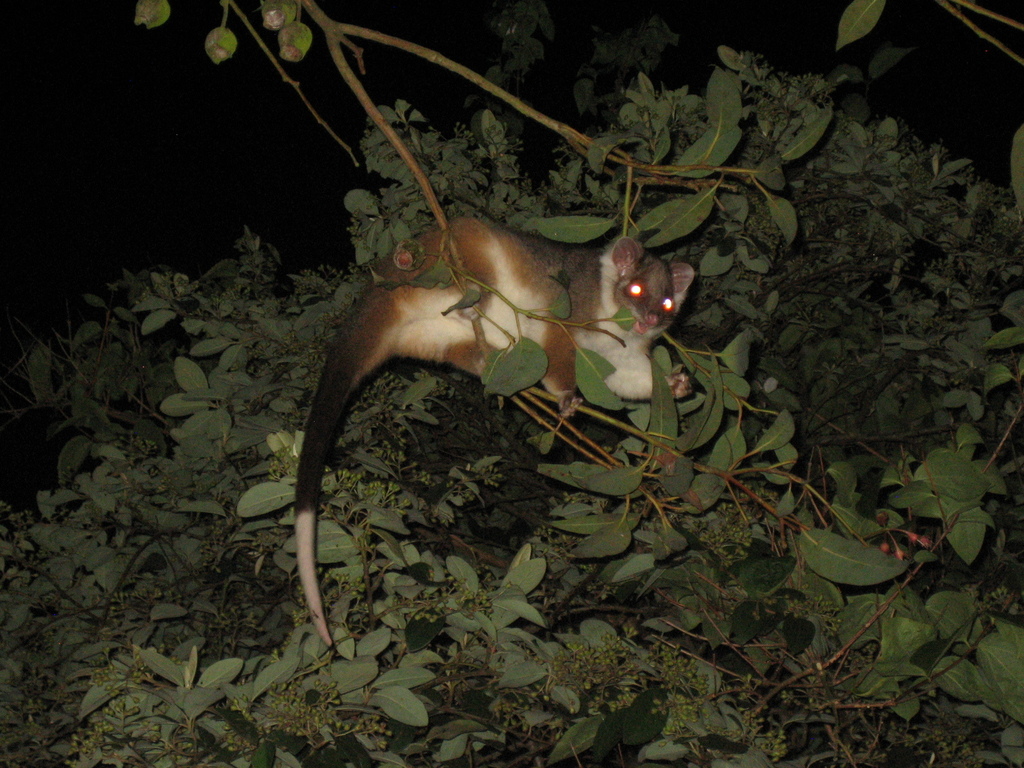 Common Ringtail Possum from Melbourne VIC, Australia on January 24 ...