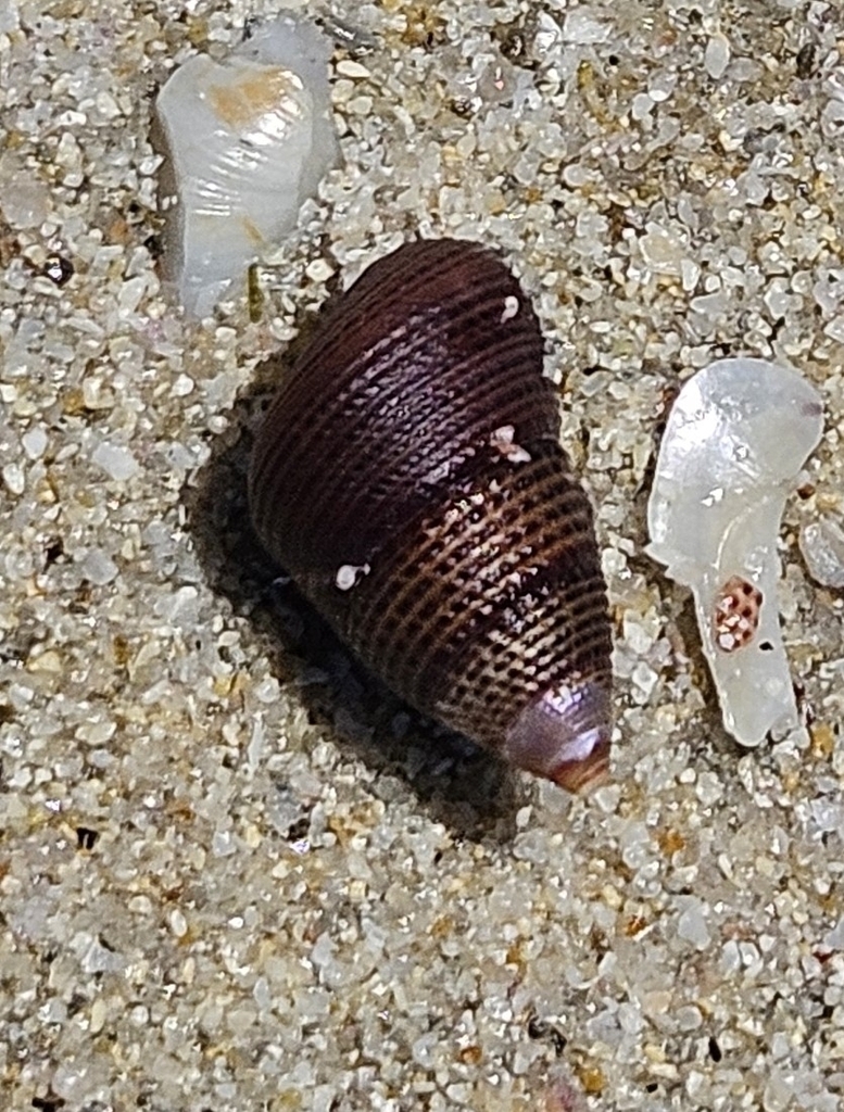 Conical Kelp Shell from Busselton WA 6280, Australia on January 25 ...