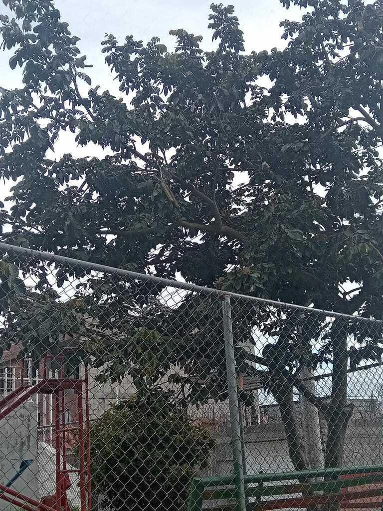 Inga insignis from Jardines del Inca on January 24, 2024 by nayeliush ...