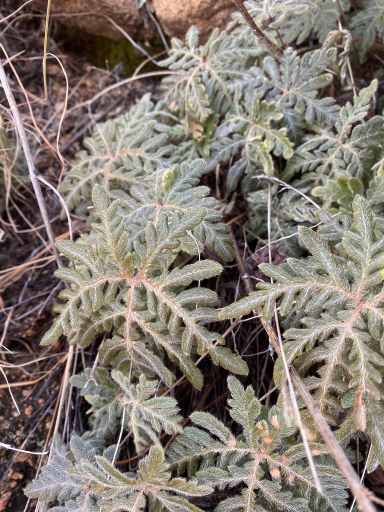 copper fern from Yavapai County, AZ, USA on December 29, 2022 at 10:38 ...