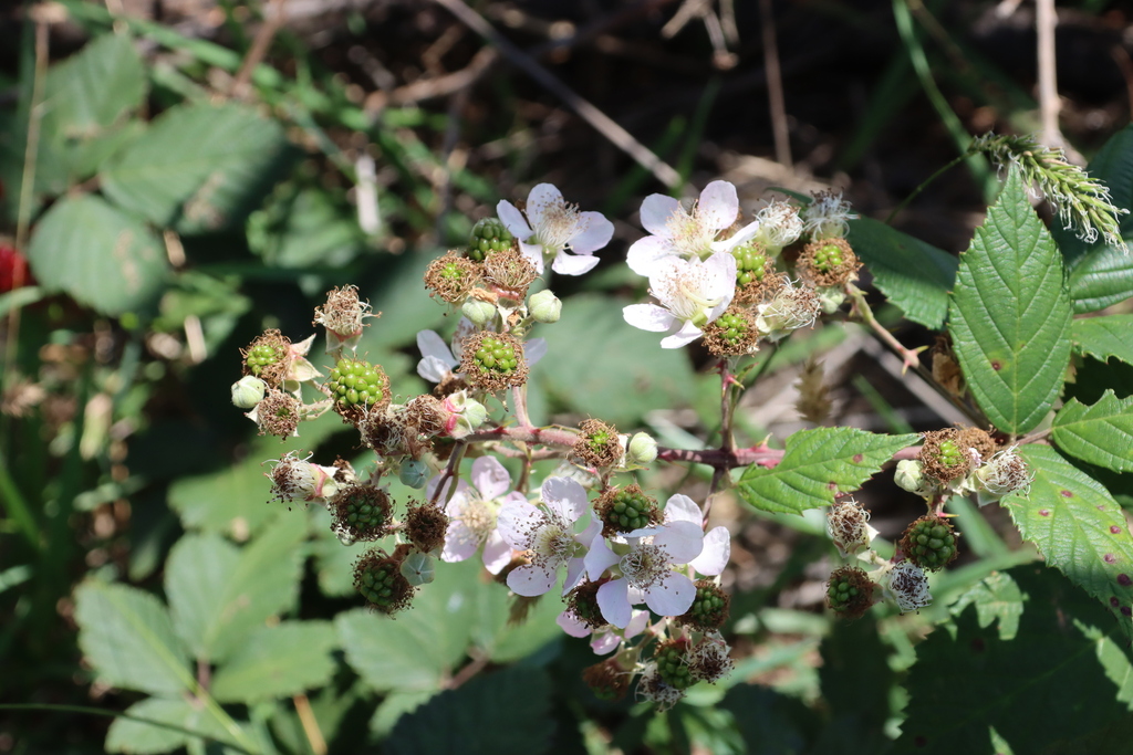 European blackberry complex from Melbourne VIC, Australia on January 24 ...