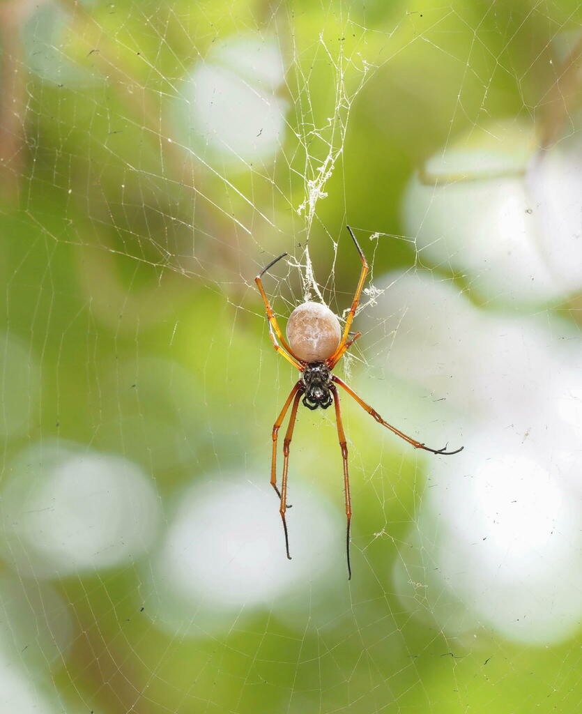 Tiger Spider from Aneityum, Tafea, Vanuatu on January 25, 2024 at 10:07 ...