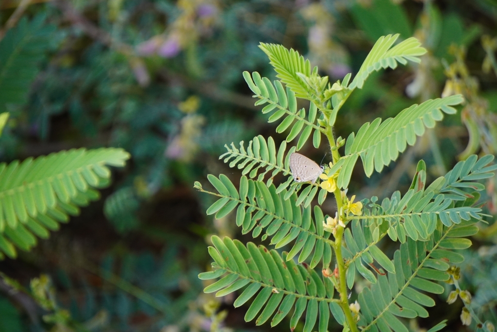 Forget-me-not from Valliyur, Tamil Nadu 627117, India on January 25 ...