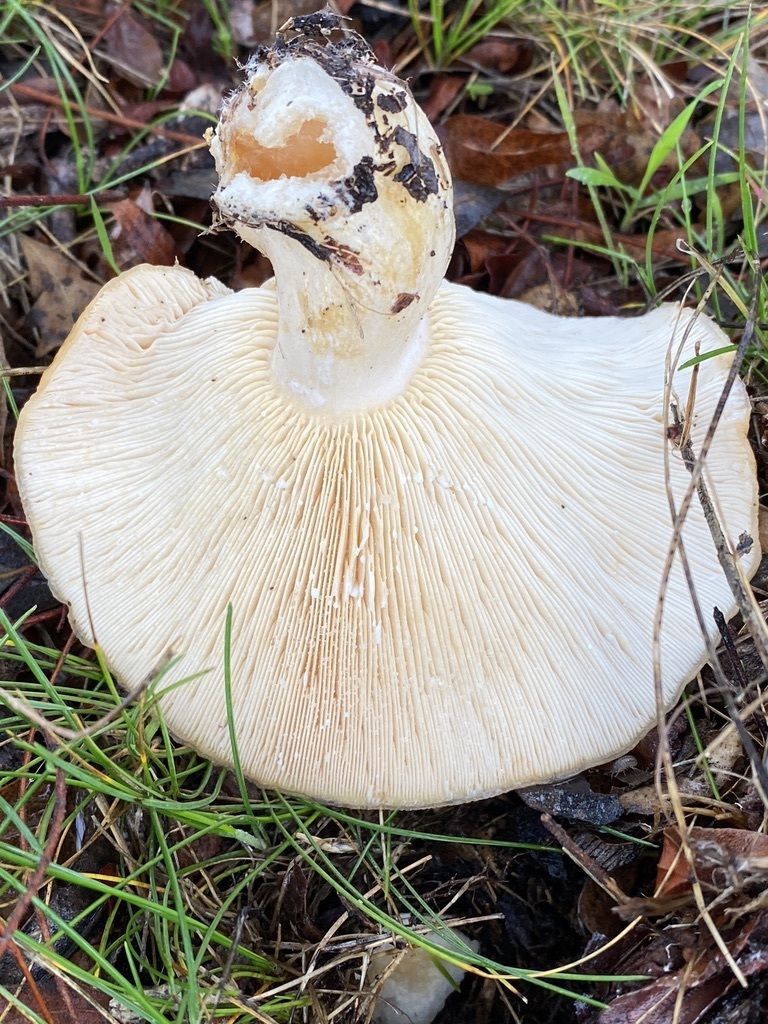 golden milkcap from Los Alamitos Creek, San Jose, CA, USA on January 24 ...