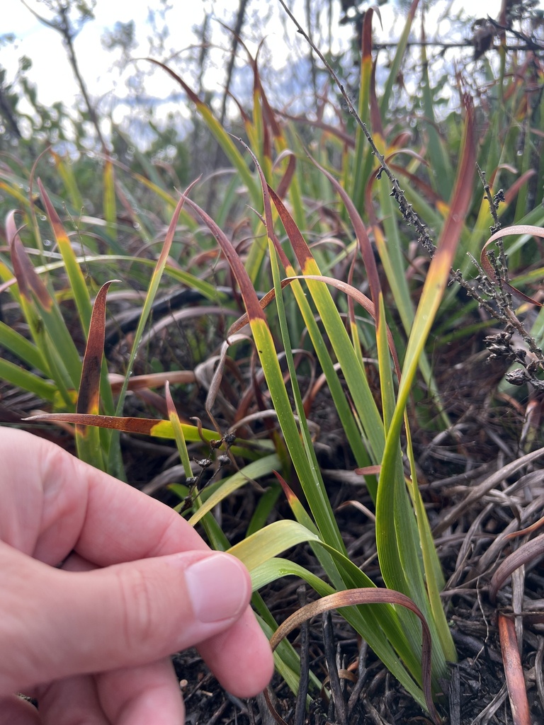 Douglas iris from Fort Ord National Monument, Salinas, CA, US on ...