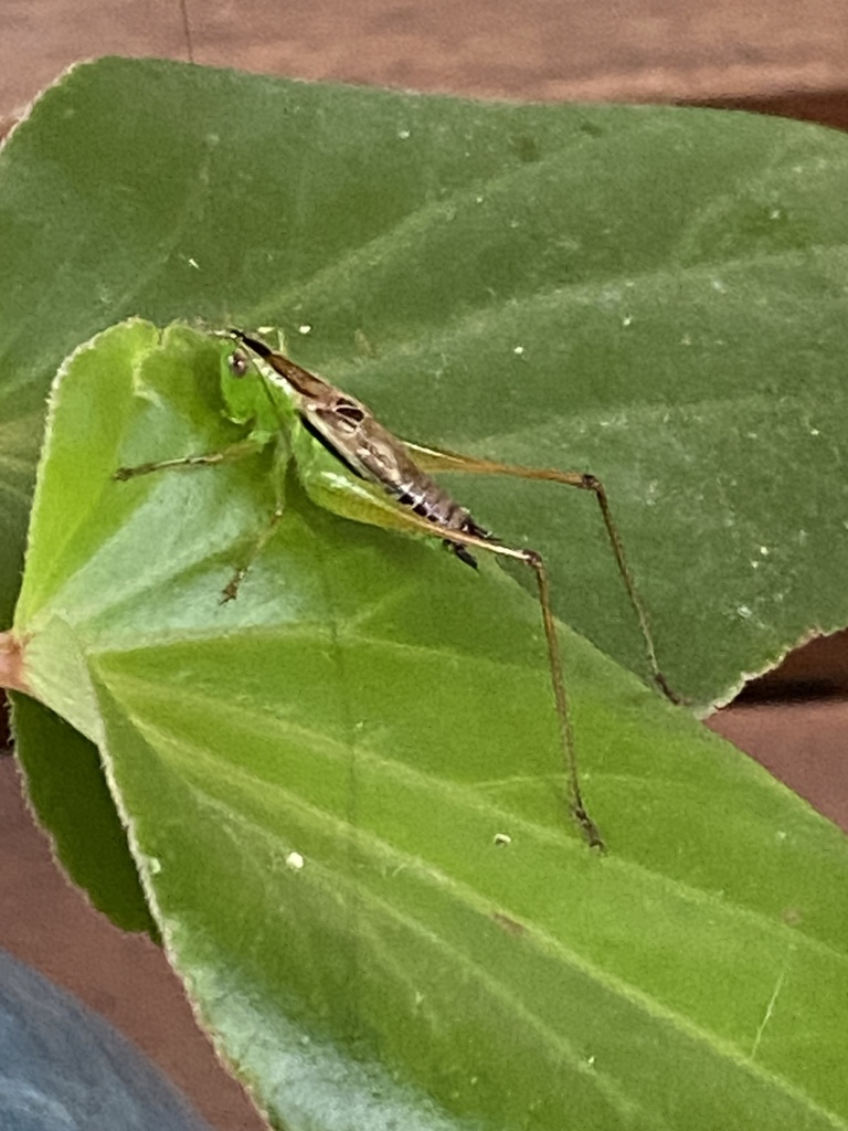 Conocephalus semivittatus semivittatus from Young St, Annandale, NSW ...