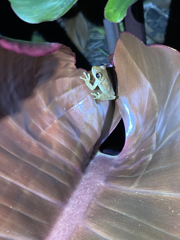 Cuban Tree Frog from Ave Maria University, Ave Maria, FL, US on January ...