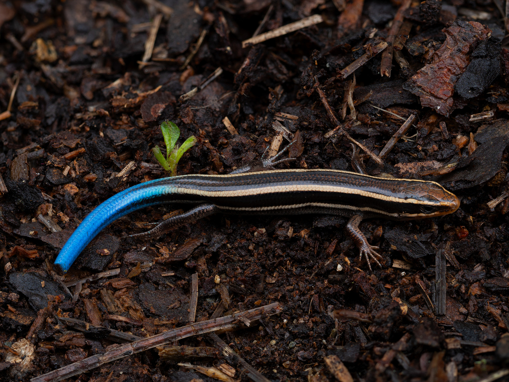 Western Skink from Josephine County, US-OR, US on January 24, 2024 at ...