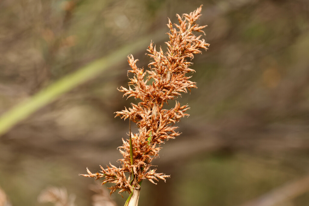 Coast Sword-sedge from Wilsons Promontory VIC 3960, Australia on ...