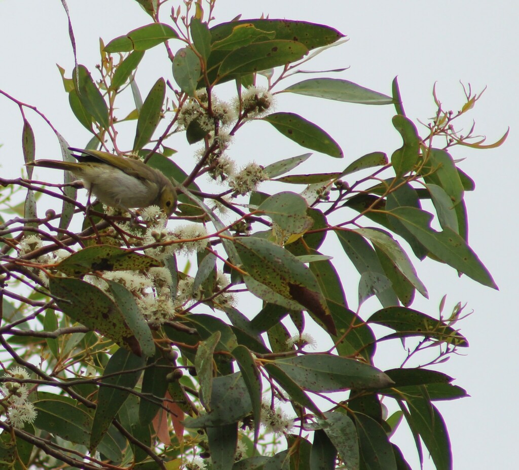 desert stringybark from Sugarloaf Hill SA 5267, Australia on January 25 ...