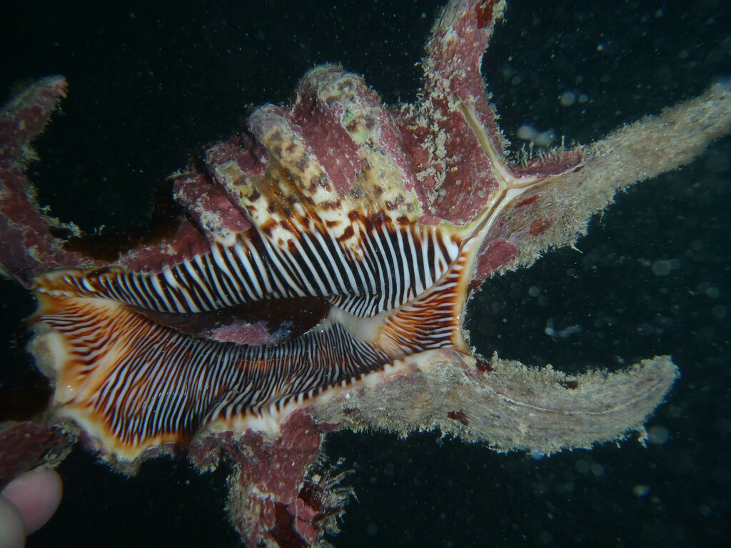 arthritic spider conch in September 2011 by Heinrich Human · iNaturalist