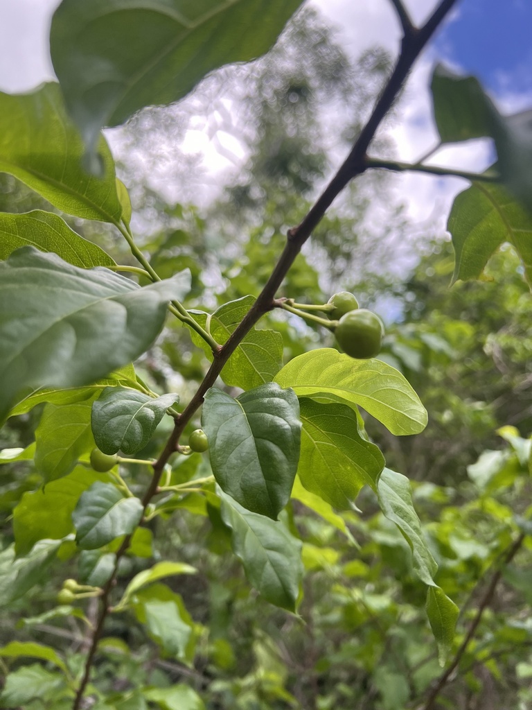 latherleaf from Iron Range, QLD, AU on January 24, 2024 at 10:20 AM by ...