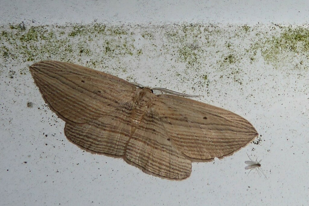 Cabbage tree moth from Waikouaiti, New Zealand on January 17, 2024 at ...