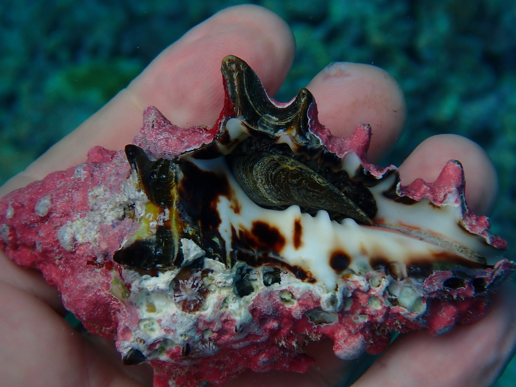 ceramic vase from Kuria Island, Kiribati on January 21, 2024 at 03:20 ...