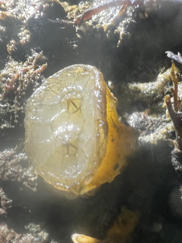 Disc-top Tunicate from North Pacific Ocean, Anacortes, WA, US on ...