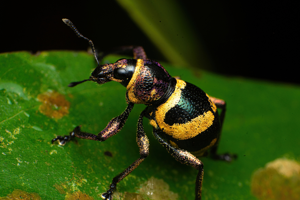 True Weevils from Zamboanga, Philippines on January 24, 2024 at 09:30 ...