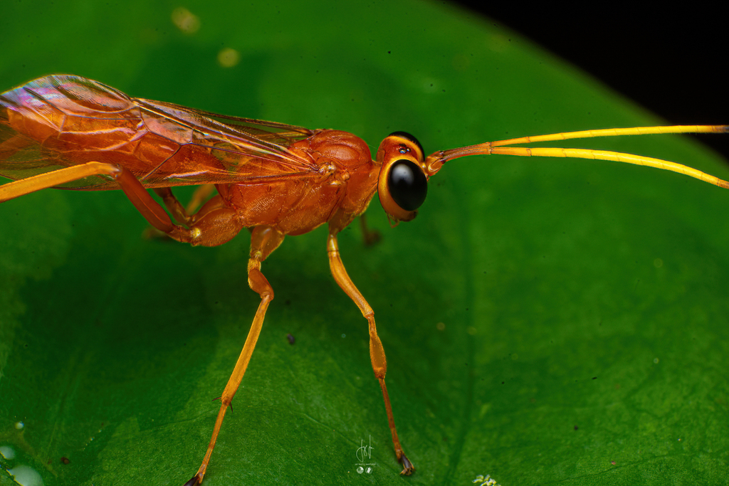Winged and Once-winged Insects from Zamboanga, Philippines on January ...