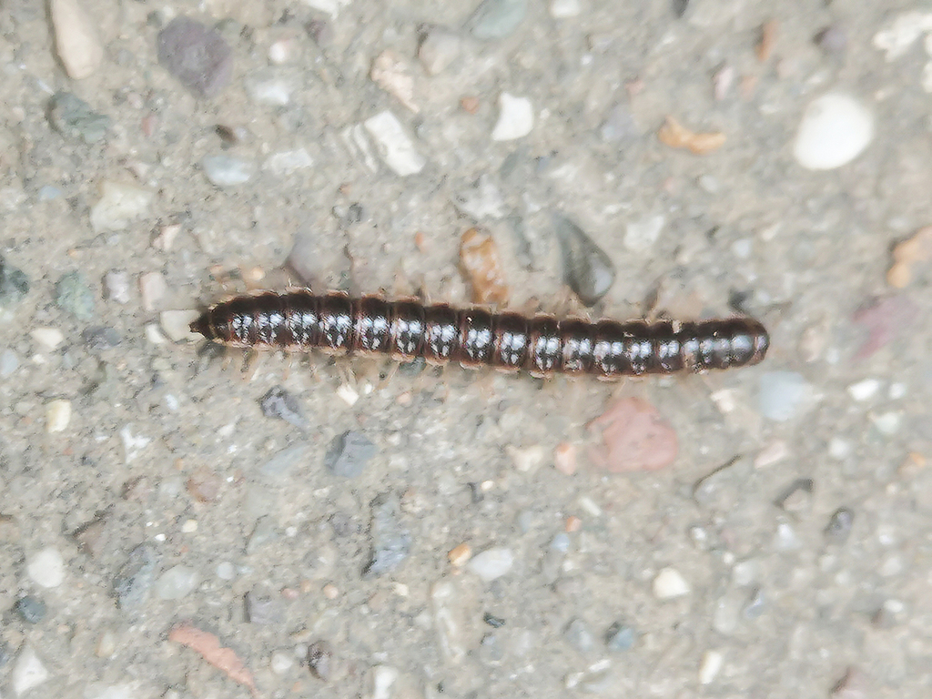 Greenhouse Millipede from 中国北京市海淀区 on September 12, 2022 at 04:09 PM by ...