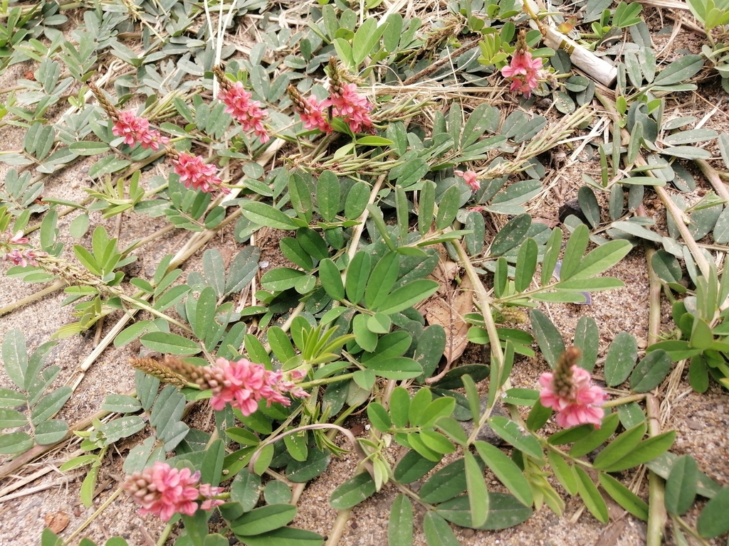trailing indigo from Ugu, ZA-NL, ZA on January 25, 2024 at 09:33 AM by ...