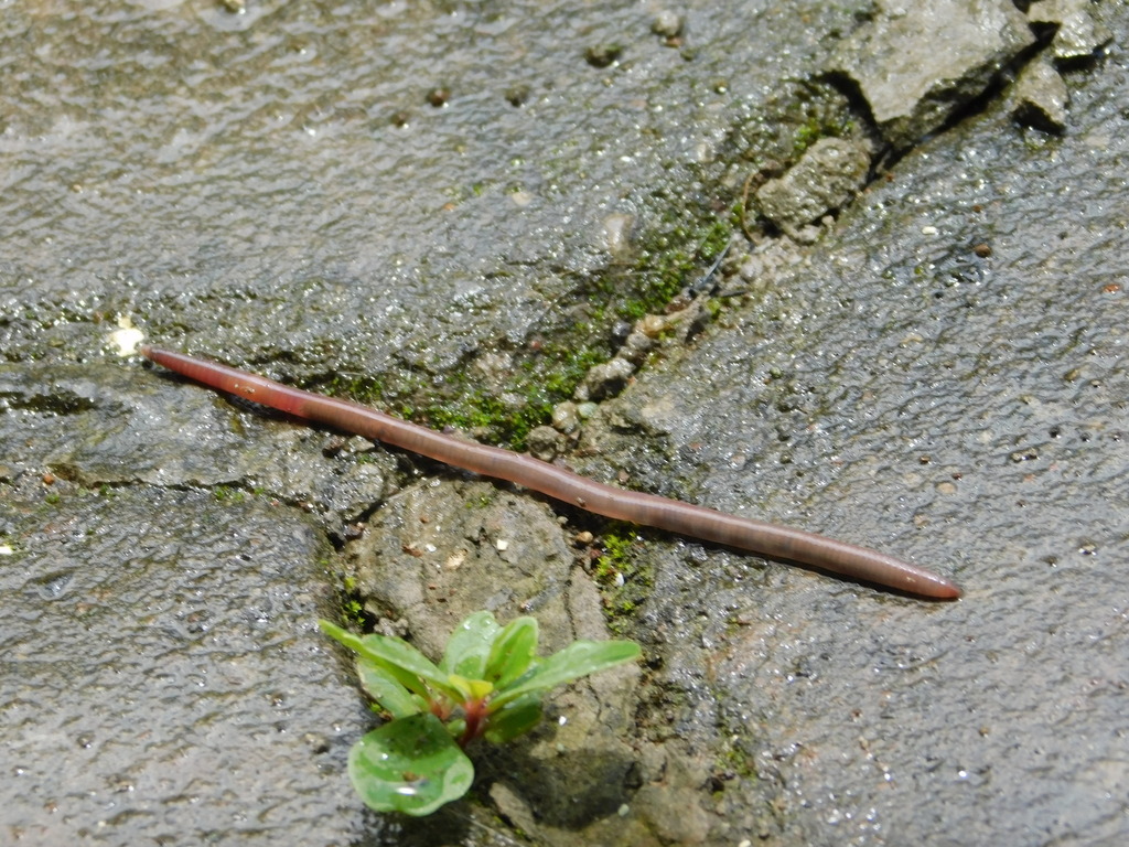 Earthworms and Allies from Ujung Berung, Bandung City, West Java ...