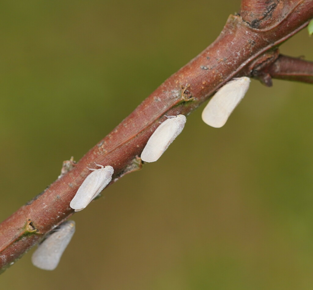 Grey planthopper from Melbourne VIC, Australia on January 22, 2024 at ...