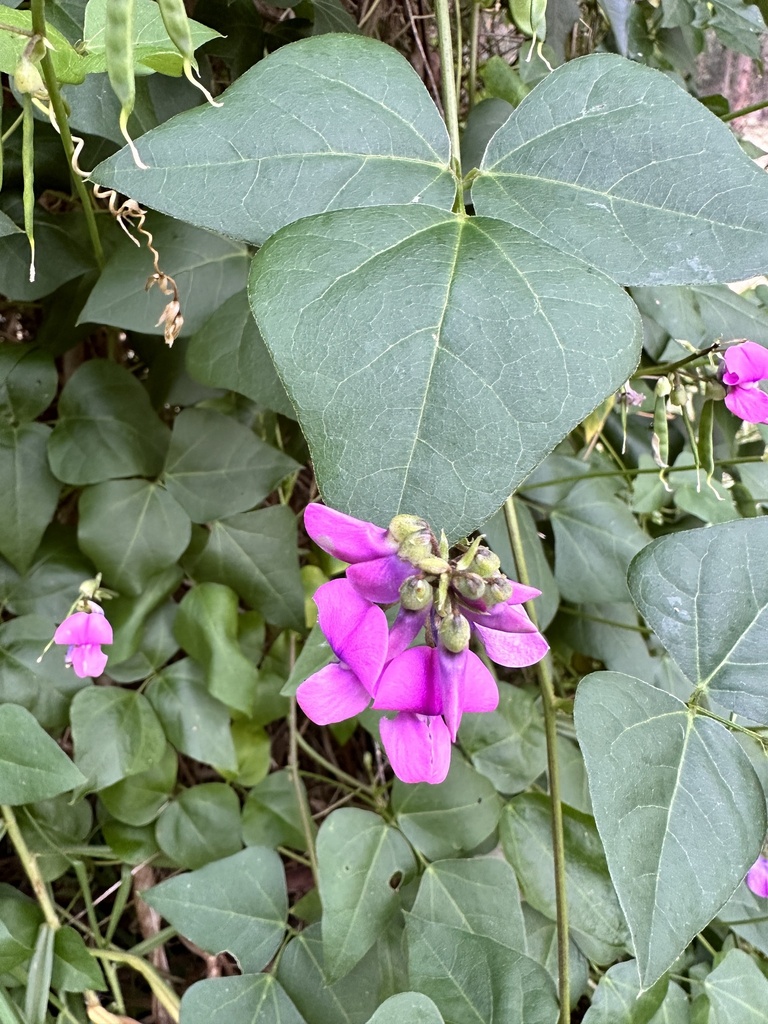 Okie bean from Mettler WA 6328, Australia on October 19, 2023 at 06:23 ...