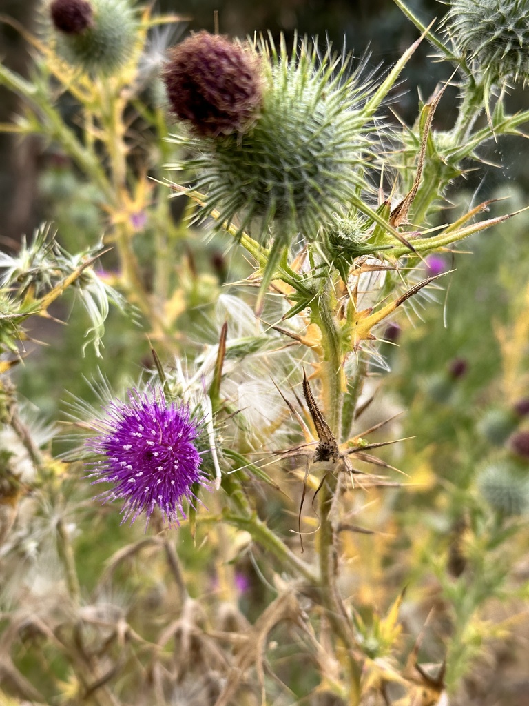 Bull Thistle from Mettler WA 6328, Australia on October 19, 2023 at 06: ...