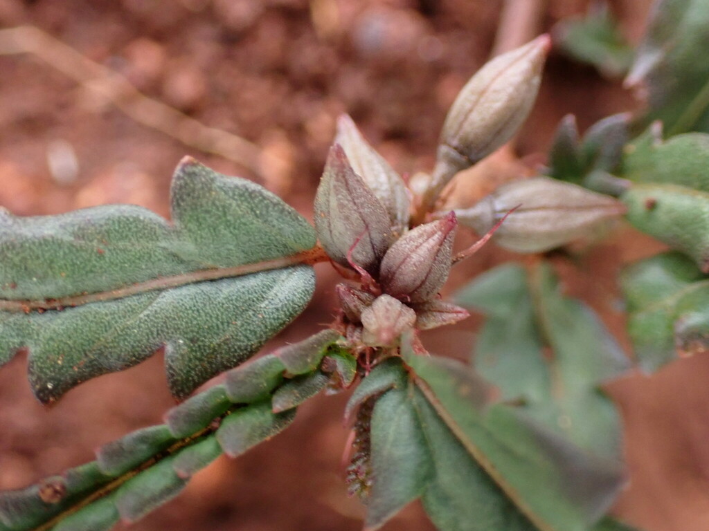 Gusha from Klipfontein, Soshanguve, 0164, South Africa on November 28 ...