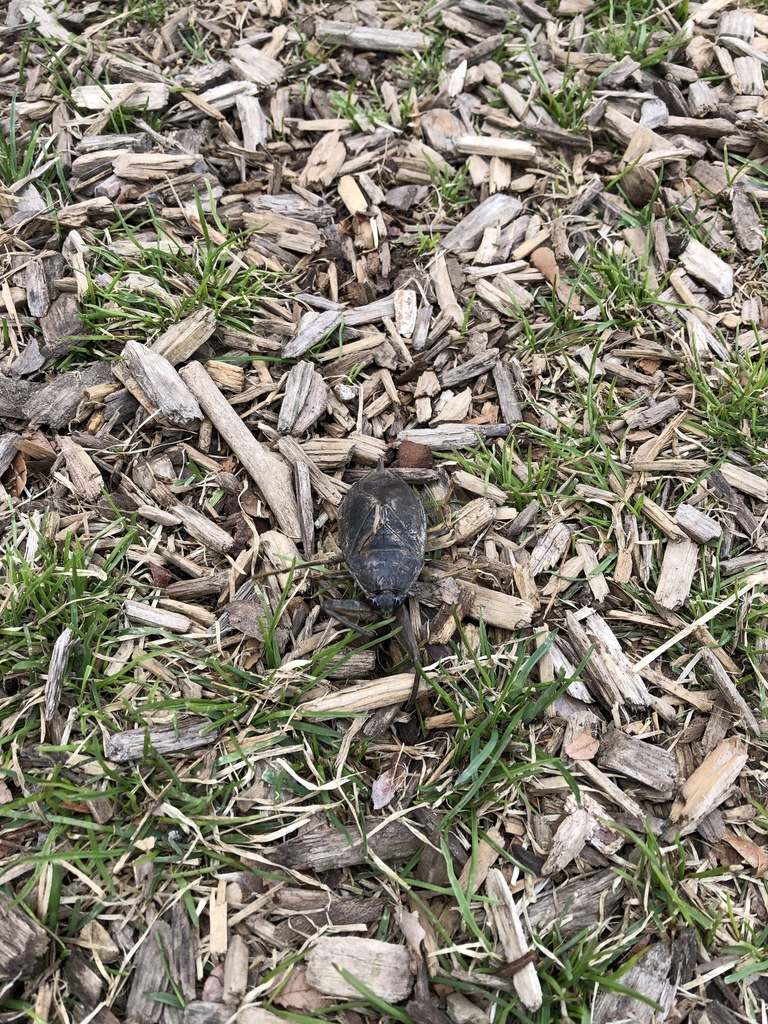 American Giant Water Bug from Allen Elementary School, Ann Arbor, MI ...