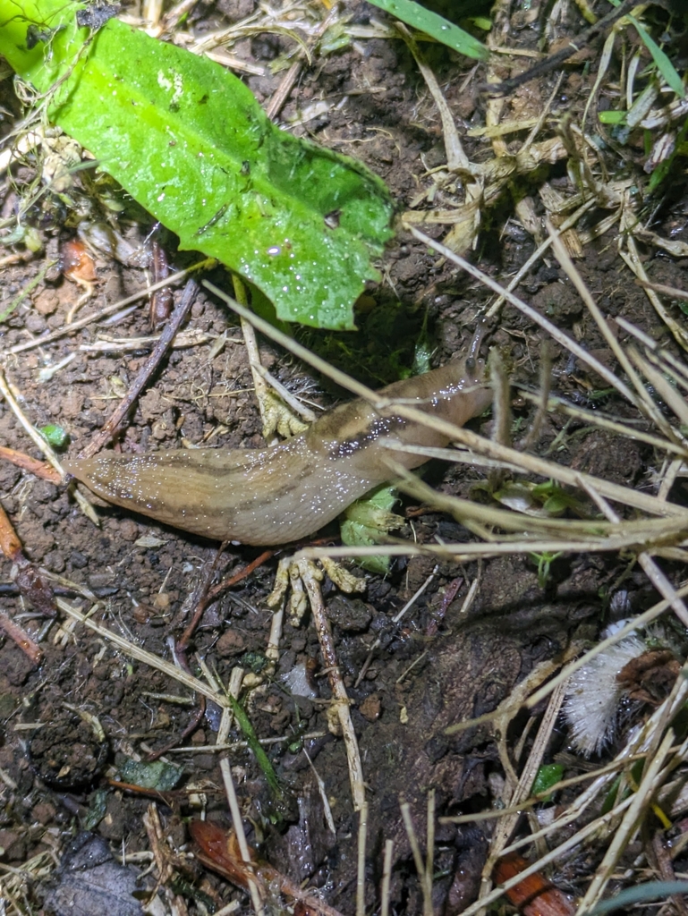 Threeband Slugs in January 2024 by Zacky Wacky · iNaturalist