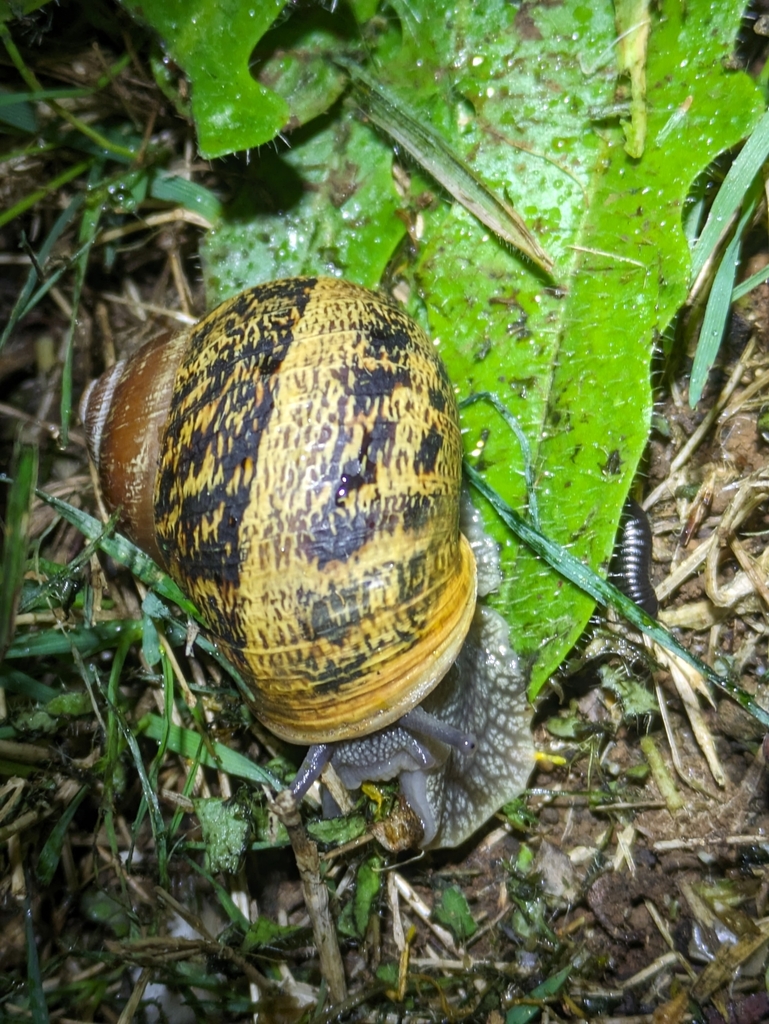 Garden Snail in January 2024 by Zacky Wacky · iNaturalist