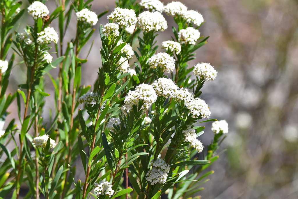 Queen of the Bush from Ben Halls campground, Piney Range NSW 2810 ...