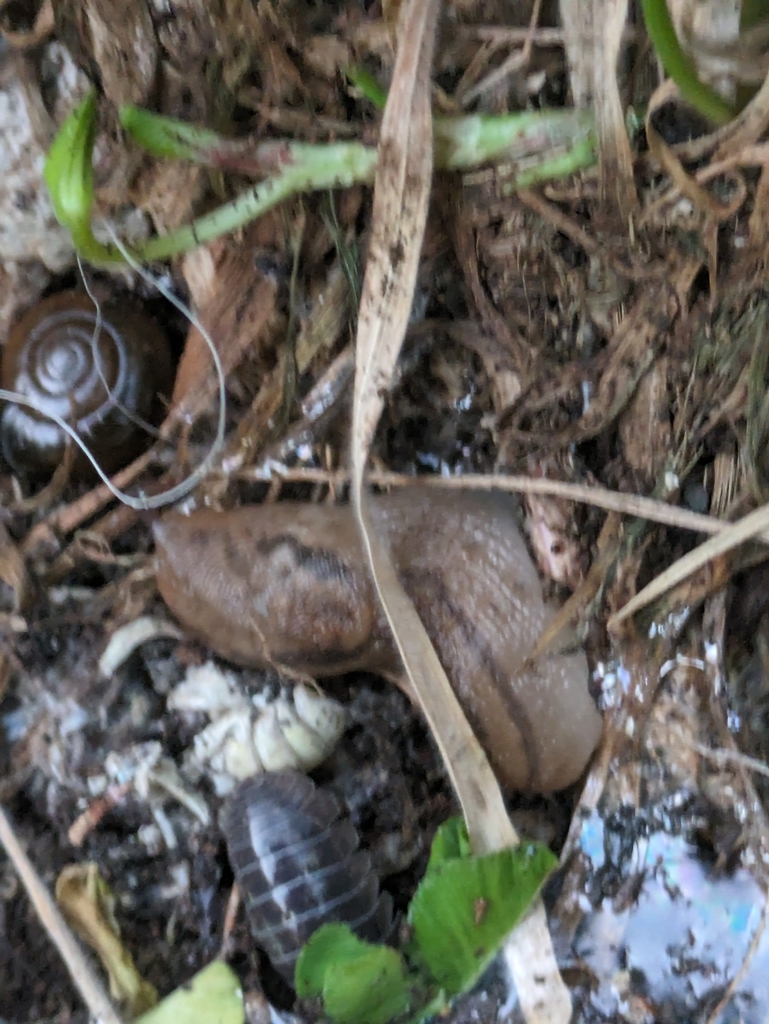 Threeband Slugs in January 2024 by Zacky Wacky · iNaturalist