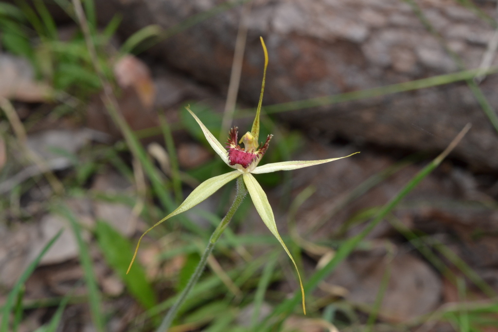 Caladenia in October 2013 by Stephen Buckle. Bussell's Spider · iNaturalist
