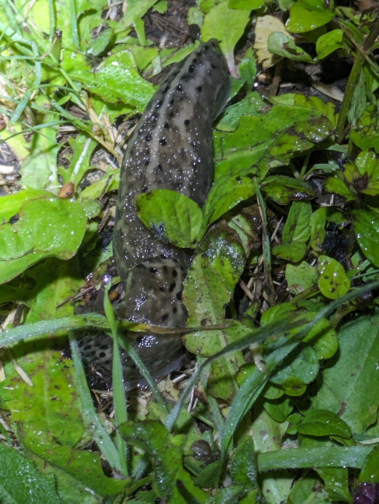 Leopard Slug in January 2024 by Zacky Wacky · iNaturalist