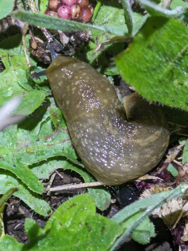Yellow Cellar Slug in January 2024 by Zacky Wacky · iNaturalist