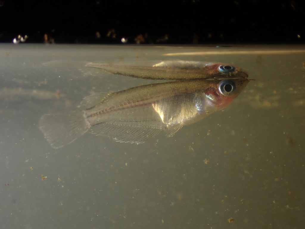 Indian Ricefish from Soi Ratrangsan 14, Phra Pradaeng, Samut Prakan, TH ...