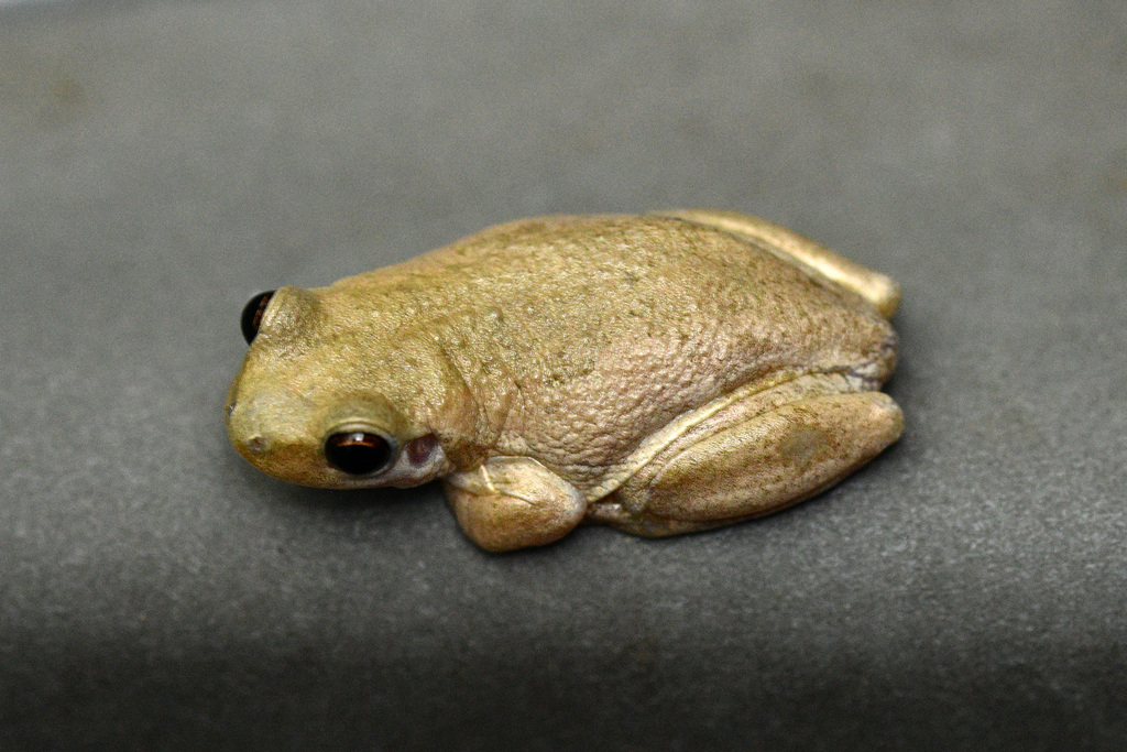 Desert Tree Frog from Top Camp QLD 4350, Australia on January 25, 2024 ...