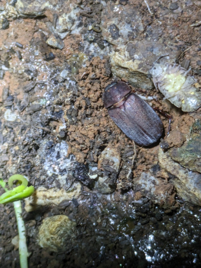 Beetles in January 2024 by Zacky Wacky · iNaturalist