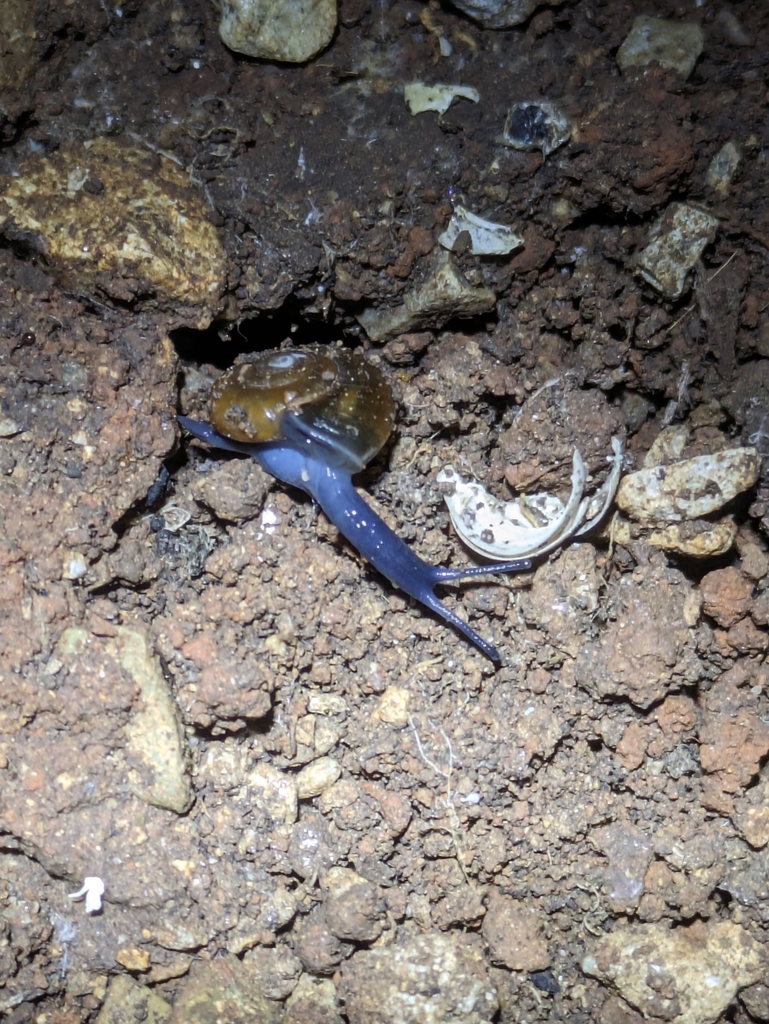 Typical Glass Snails in January 2024 by Zacky Wacky · iNaturalist