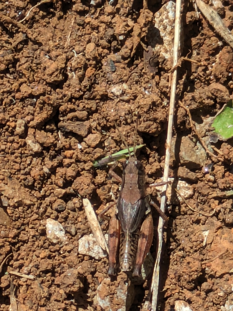 Phaulacridium in January 2024 by Zacky Wacky · iNaturalist