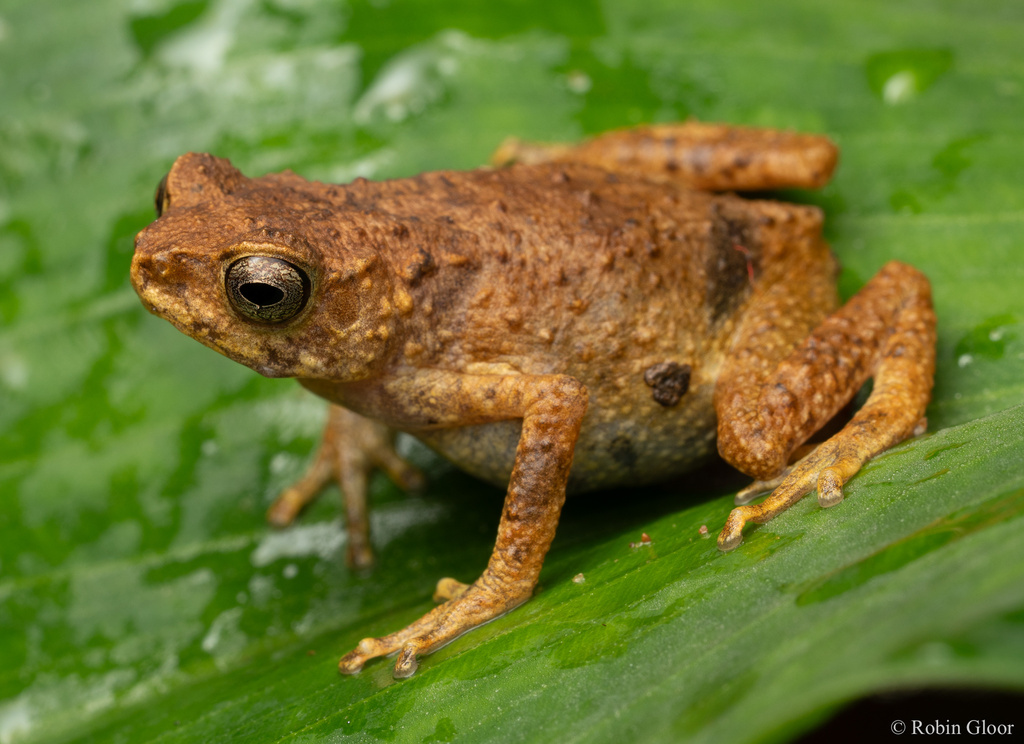Viviparous Toads in January 2024 by xplor · iNaturalist